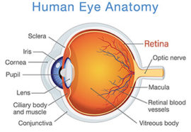 Retina Eye Exams - Vitreo-Retinal Consultants